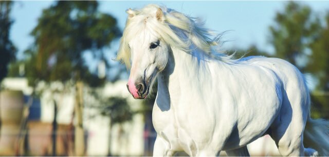 Home [www.gallopinggoop.nl]